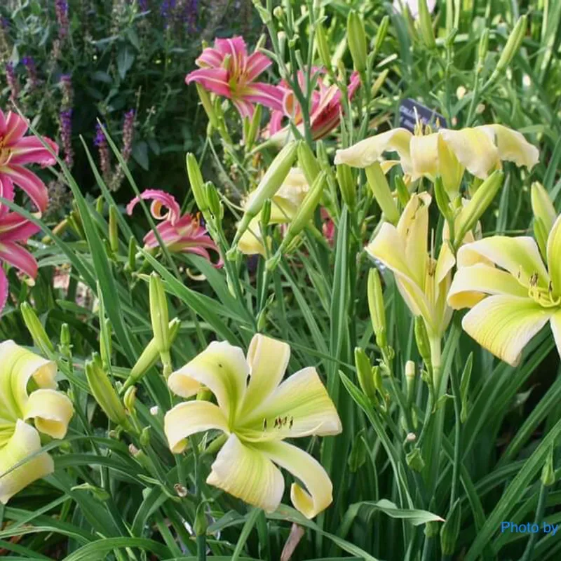 Rolling Oaks Daylilies - Purchase Unique and Rare Varieties