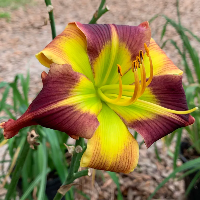 Mahogany Spring Daylily